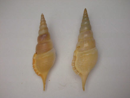 shellauction.net :: Tibia powisi - 383836