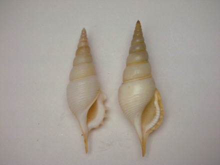 shellauction.net :: Tibia powisi - 383836