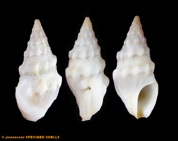 shellauction.net :: Clavus exasperatus - 532057