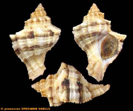 shellauction.net :: Hexaplex trunculus - 564925