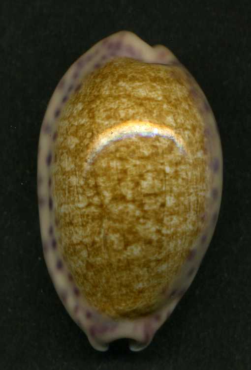 shellauction.net :: Ovatipsa chinensis violacea - 618628