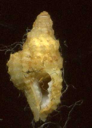 shellauction.net :: Distorsomina pusilla - 649190