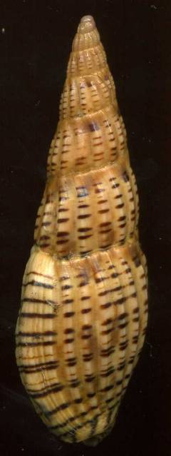 shellauction.net :: Lyria patbaili - 715771