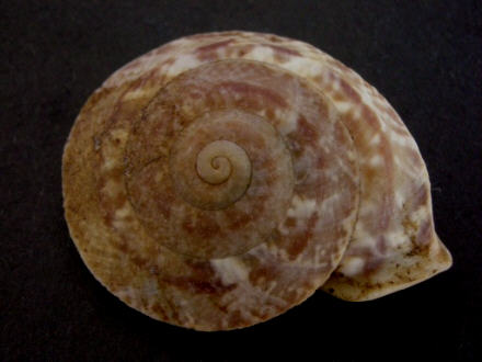 shellauction.net :: Obba listeri - 745192