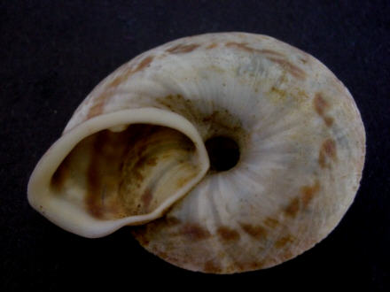 shellauction.net :: Obba listeri - 745192