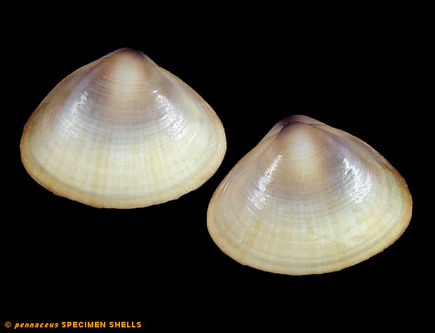 shellauction.net :: Mactra sp. - 829135