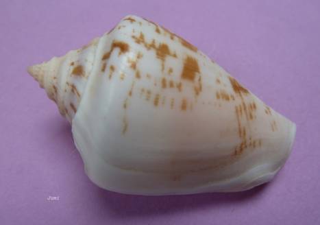 shellauction.net :: Strombus persicus - 879328
