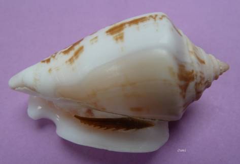 shellauction.net :: Strombus persicus - 879328