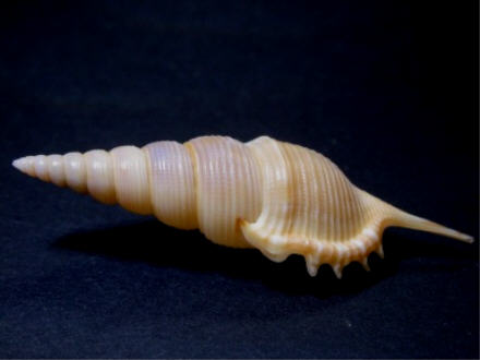 shellauction.net :: Tibia powisi - 879400