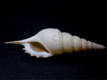 shellauction.net :: Tibia powisi - 879400