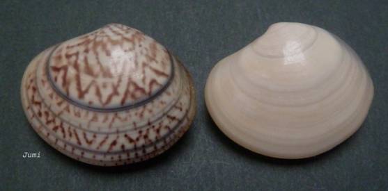 shellauction.net :: Sunetta scripta assorted - 921982