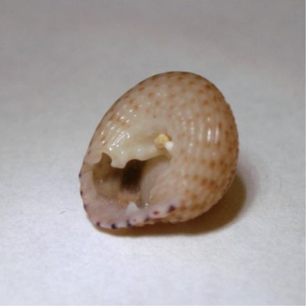 shellauction.net :: Clanculus floridus - 938739