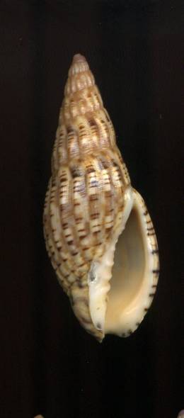 shellauction.net :: Lyria patbaili - 955291