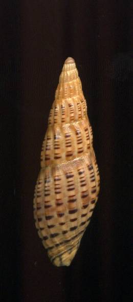 shellauction.net :: Lyria patbaili - 955307