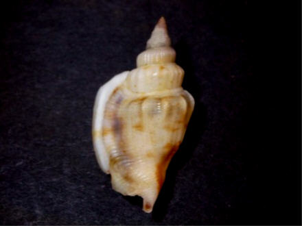 shellauction.net :: Strombus species - 1046326