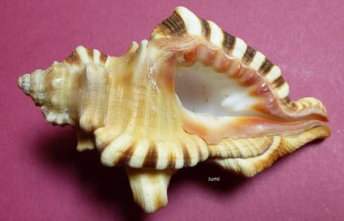 shellauction.net :: Cymatium perryi - 1057936