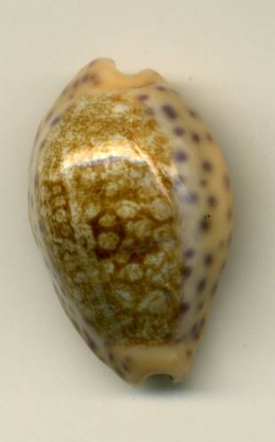 shellauction.net :: Ovatipsa chinensis violacea - 1114011