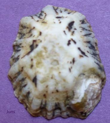 shellauction.net :: Patelloida saccharina - 1124859