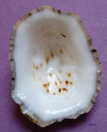 shellauction.net :: Patelloida saccharina - 1124859