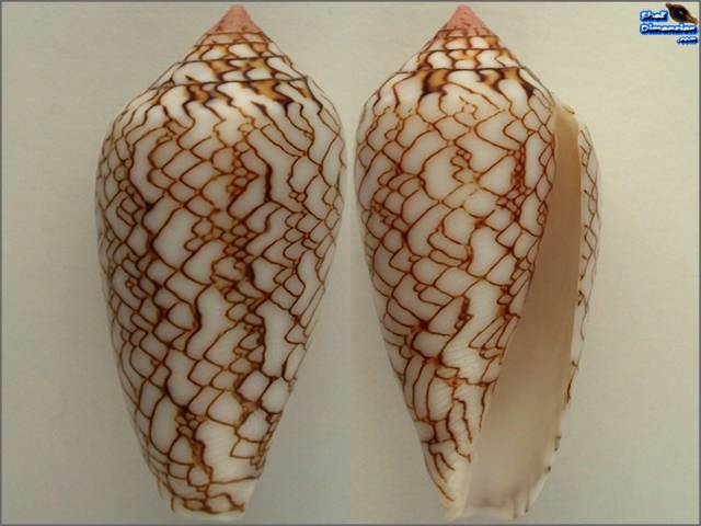 shellauction.net :: Conus textile cf. f. scriptus - 1155151