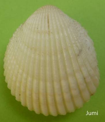 shellauction.net :: Vasticardium pectiniforme - 1165308