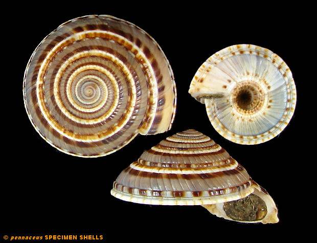 shellauction.net :: Architectonica trochlearis - 1181534