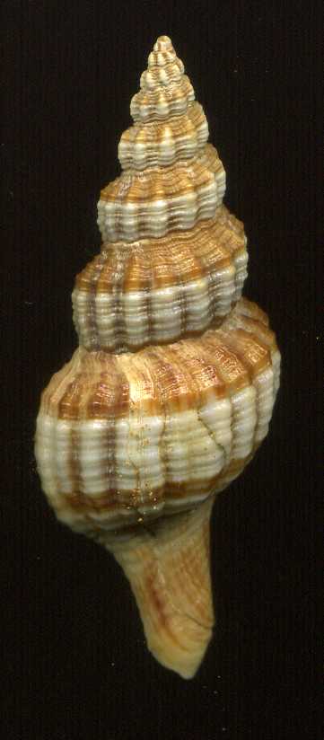 shellauction.net :: Fusinus syracusanus - 1216969