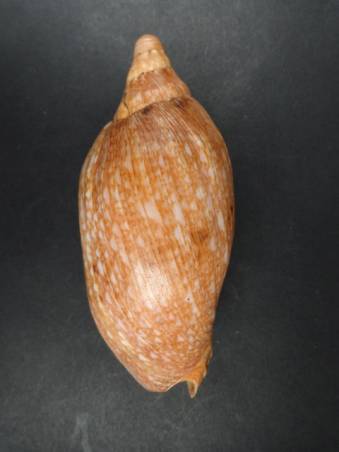 shellauction.net :: Cymbiola innexa marispuma - 1269139