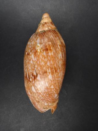 shellauction.net :: Cymbiola innexa marispuma - 1269143