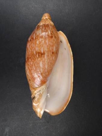 shellauction.net :: Cymbiola innexa marispuma - 1269143