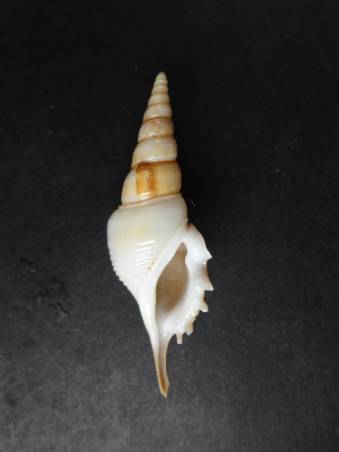 shellauction.net :: Tibia powisi - 1333499