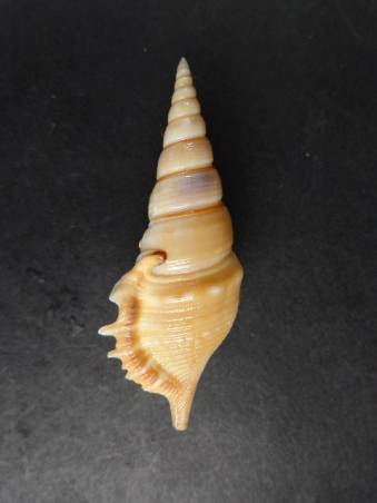 shellauction.net :: Tibia powisi - 1333504