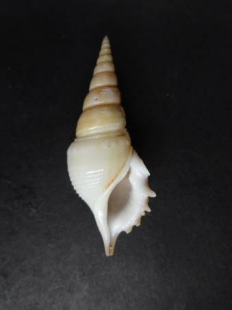 shellauction.net :: Tibia powisi - 1333504