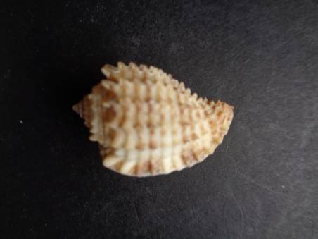 shellauction.net :: Morum watanabei - 1429659