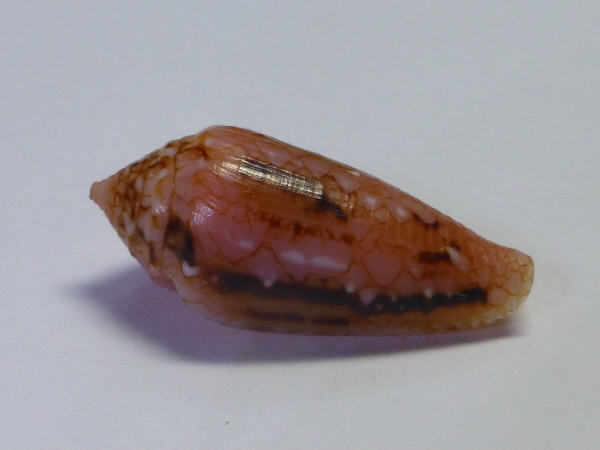 shellauction.net :: Conus legatus - 1436012