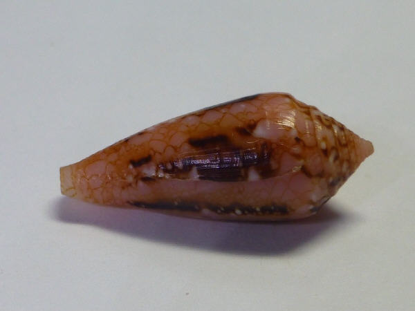 shellauction.net :: Conus legatus - 1436012