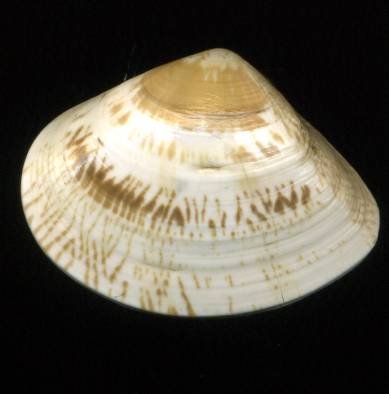 shellauction.net :: Gomphina cf. aequilatera - 1441728