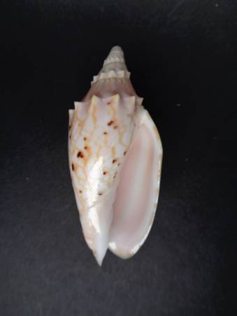 shellauction.net :: Cymbiola pulchra coucomorum - 1524881