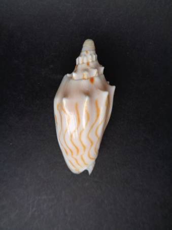 shellauction.net :: Cymbiola (Cymbiolacca) perplicata - 1550173