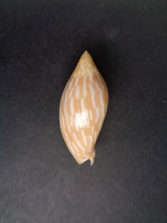 shellauction.net :: Amoria guttata - 1550229