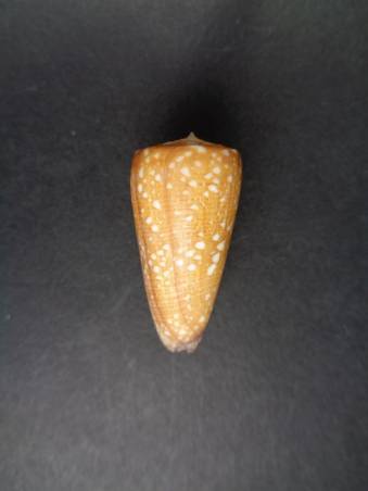 shellauction.net :: Conus nobilis abbai - 1565881