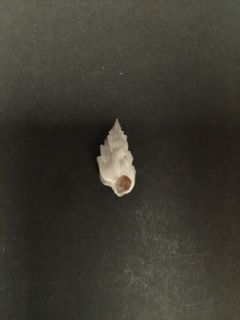 shellauction.net :: Epitonium statuminatum - 1573945