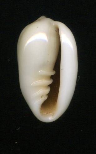 shellauction.net :: Prunum leonardhilli - 1600862