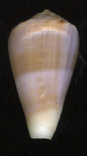 shellauction.net :: Pseudonoduloconus carnalis - 1604310