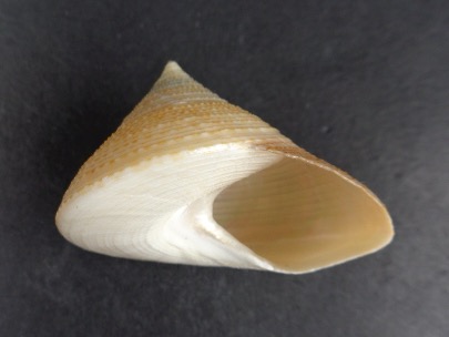shellauction.net :: Calliostoma (maurea) selecta - 1645928