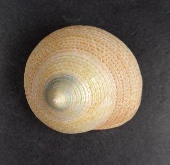 shellauction.net :: Calliostoma (maurea) selecta - 1645928