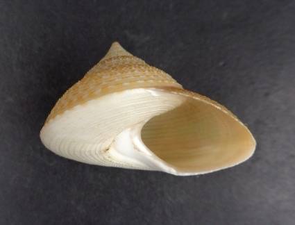 shellauction.net :: Calliostoma (maurea) selecta - 1646017