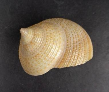 shellauction.net :: Calliostoma (maurea) selecta - 1646017