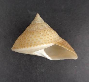 shellauction.net :: Calliostoma (maurea) selecta - 1646021