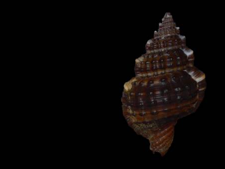 shellauction.net :: Gyrineum natator - 1653911